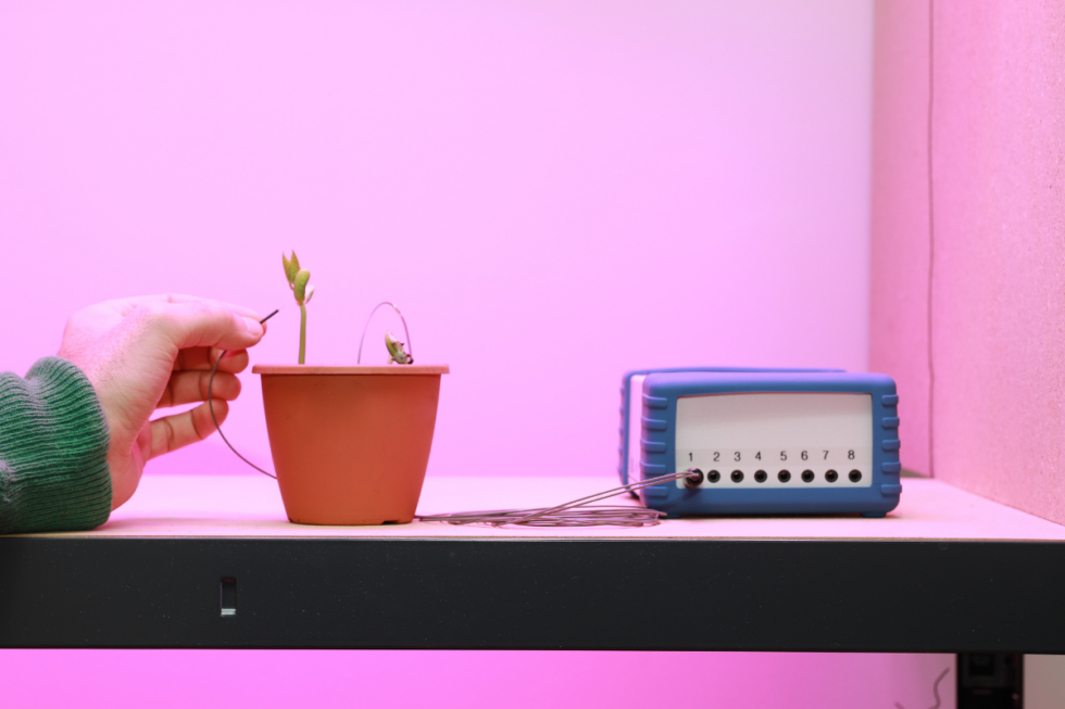 PhytlSigns by Vivent: The ‘FitBit of Plants’ using tech to tap into ...