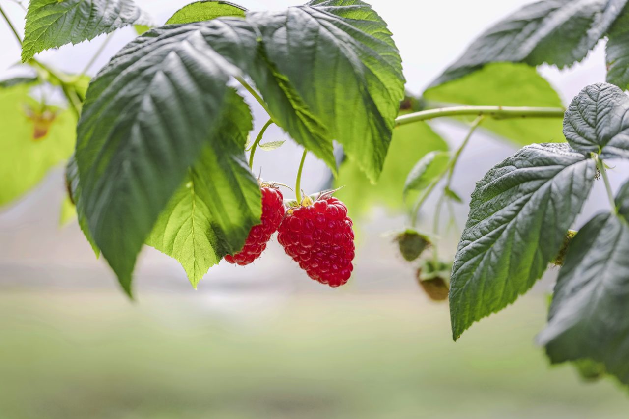 Insolight secures CHF 4.85 million to accelerate their commercial roll ...